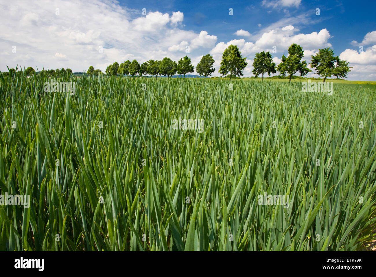 Grain field in germany hi-res stock photography and images - Alamy