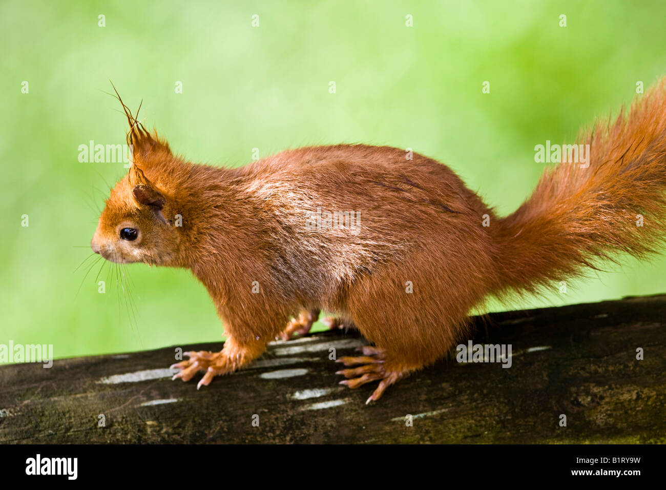 Running red squirrel hi-res stock photography and images - Alamy