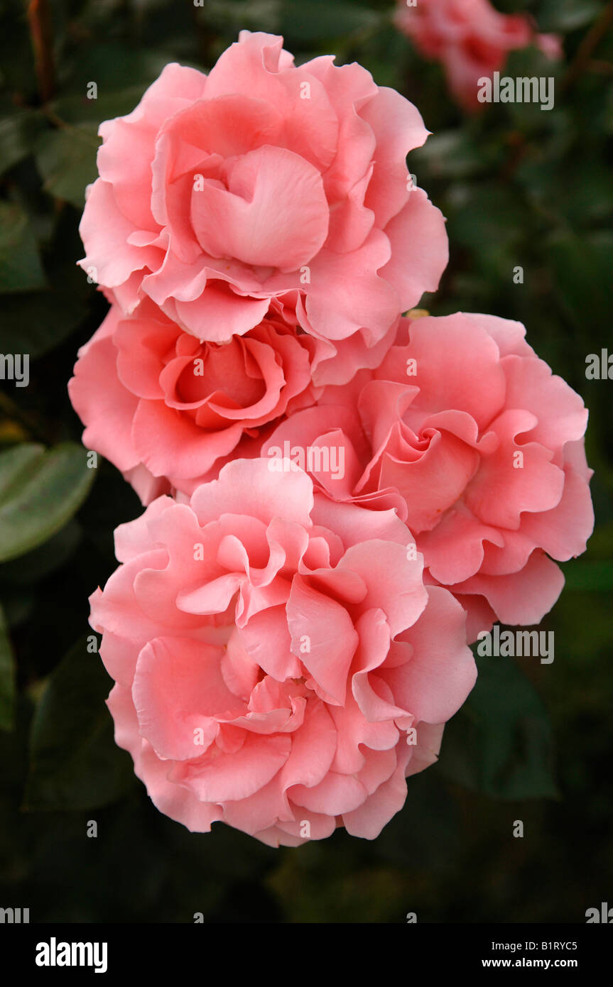 Three pink Rose (Rosa) blossoms Stock Photo - Alamy