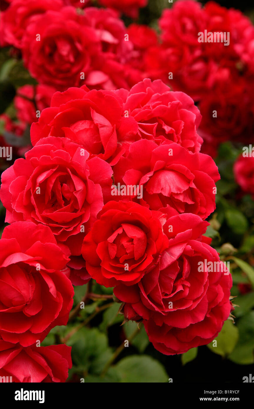 Red Rose (Rosa) flowers Stock Photo - Alamy