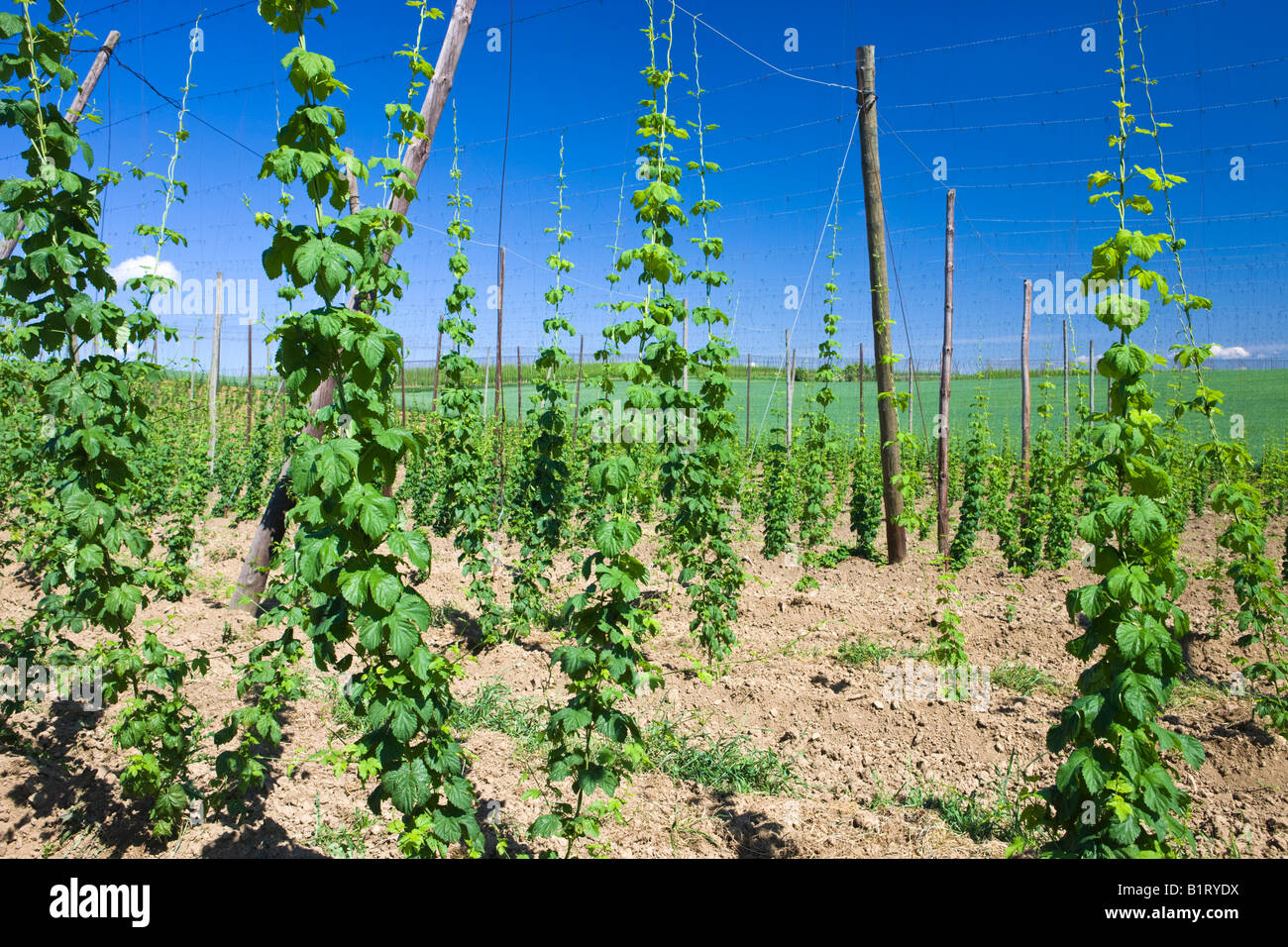 Hop plantation hi-res stock photography and images - Alamy