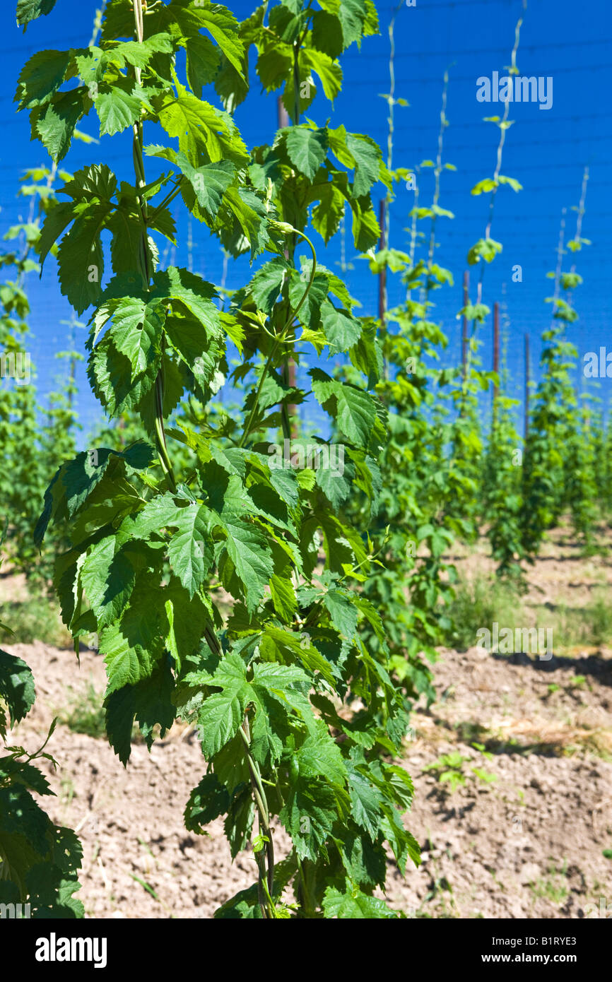 Humulus lupulus hi-res stock photography and images - Alamy
