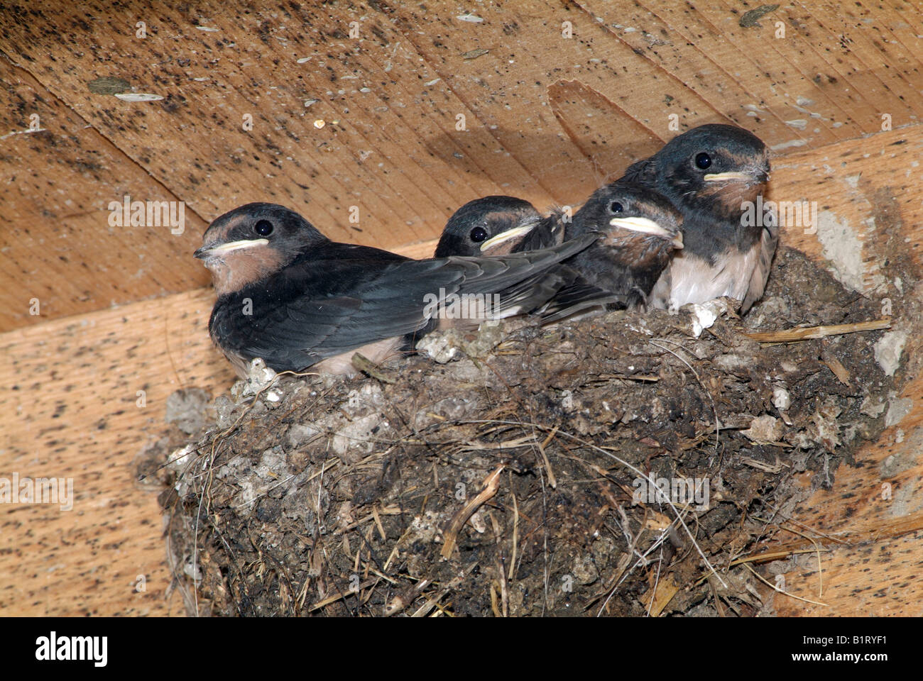 Swallows bird birds nesting build chicks hi-res stock photography and ...
