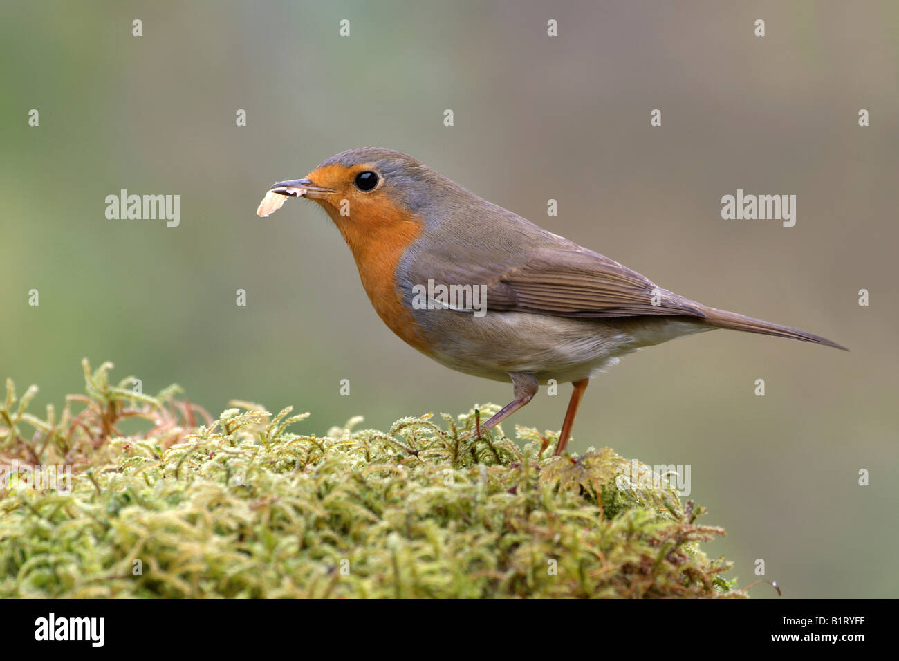 Bird robin face hi-res stock photography and images - Alamy