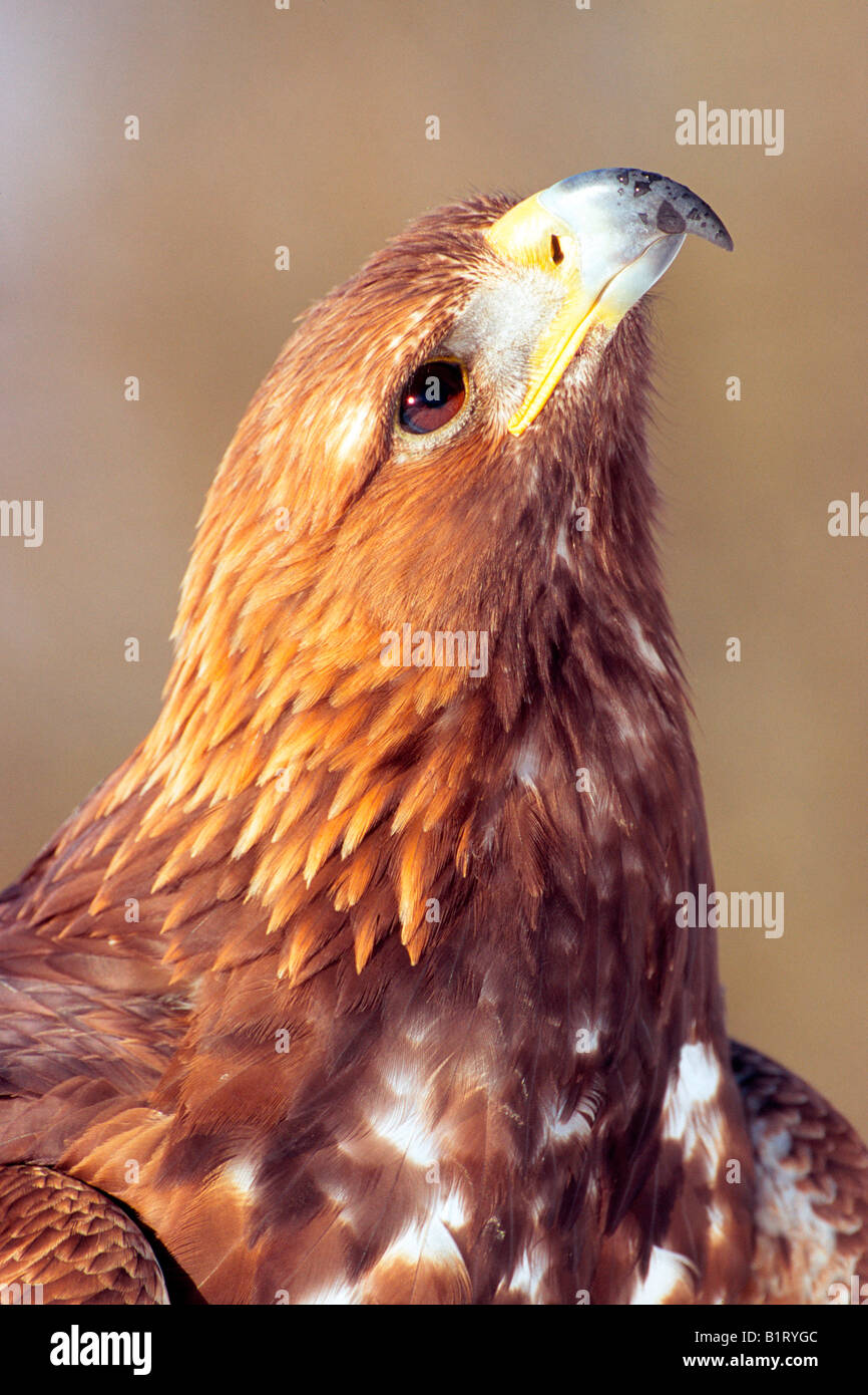Golden Eagle (Aquila chrysaetos), North Tyrol, Austria, Europe Stock ...