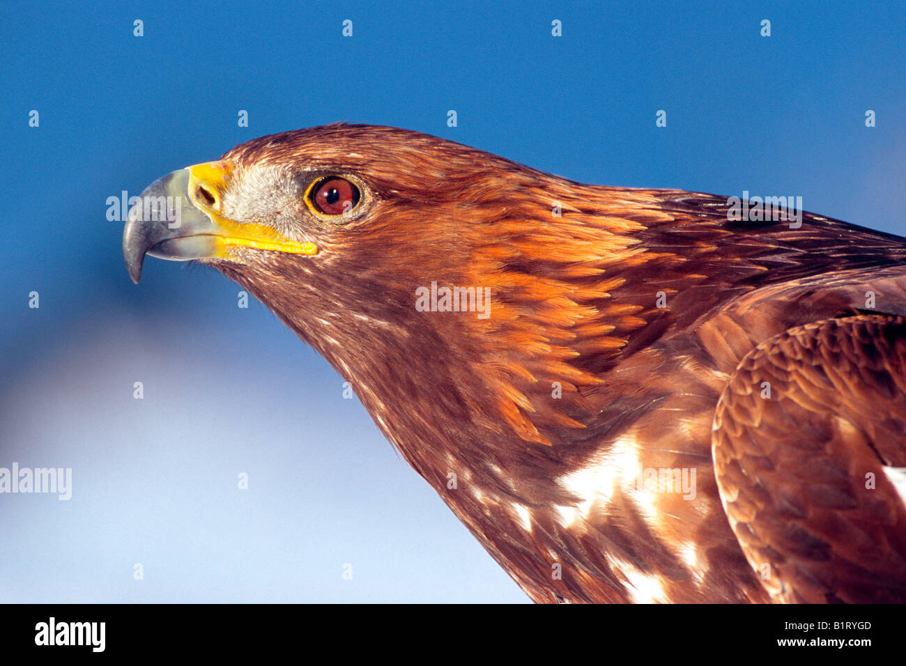 Austrian eagle hi-res stock photography and images - Alamy