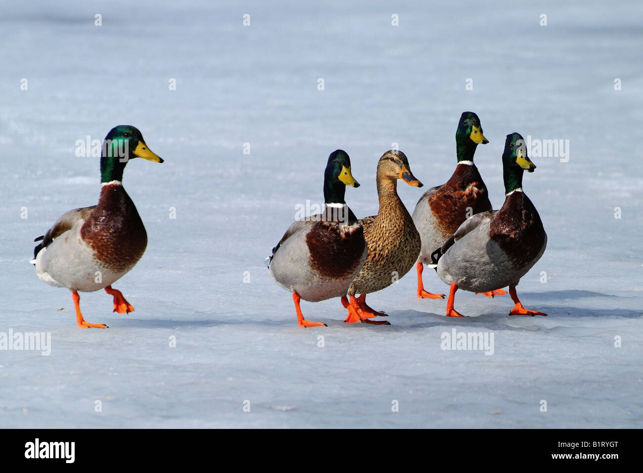 Mallard Ducks (Anas platyrhynchos), Lake Reintaler See, Tyrol, Austria ...