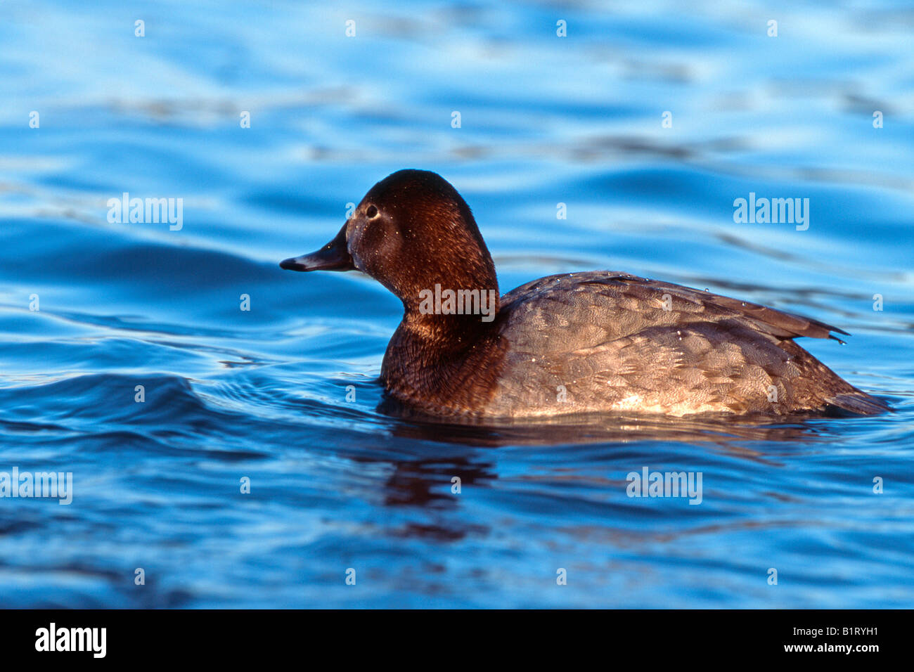 Common birds of europe hi-res stock photography and images - Alamy