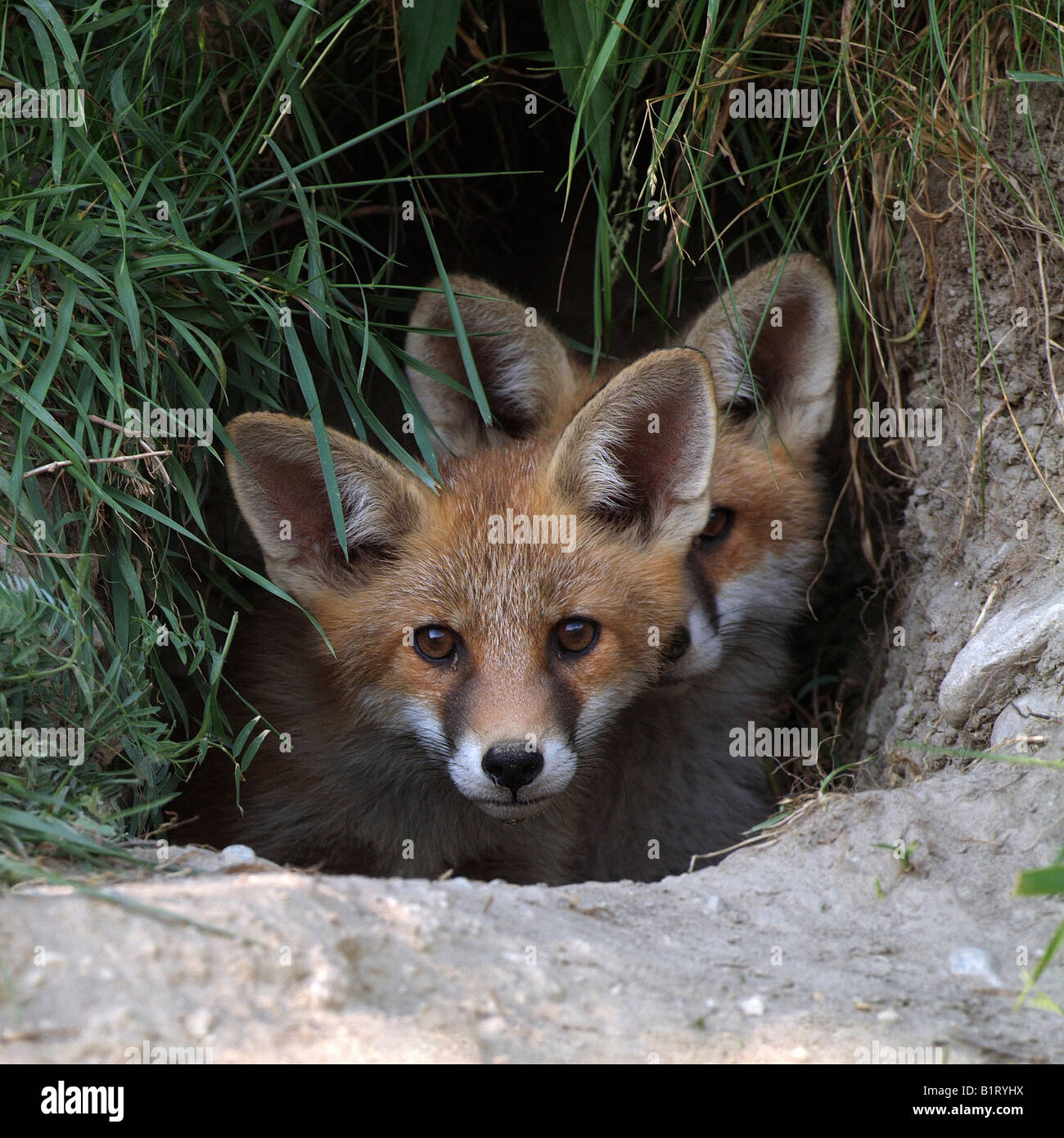 Two burrows hi-res stock photography and images - Alamy