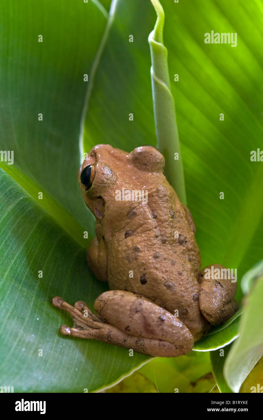 Cuban Tree Frog (Osteopilus septentrionalis), Schwaz, Tyrol, Austria ...