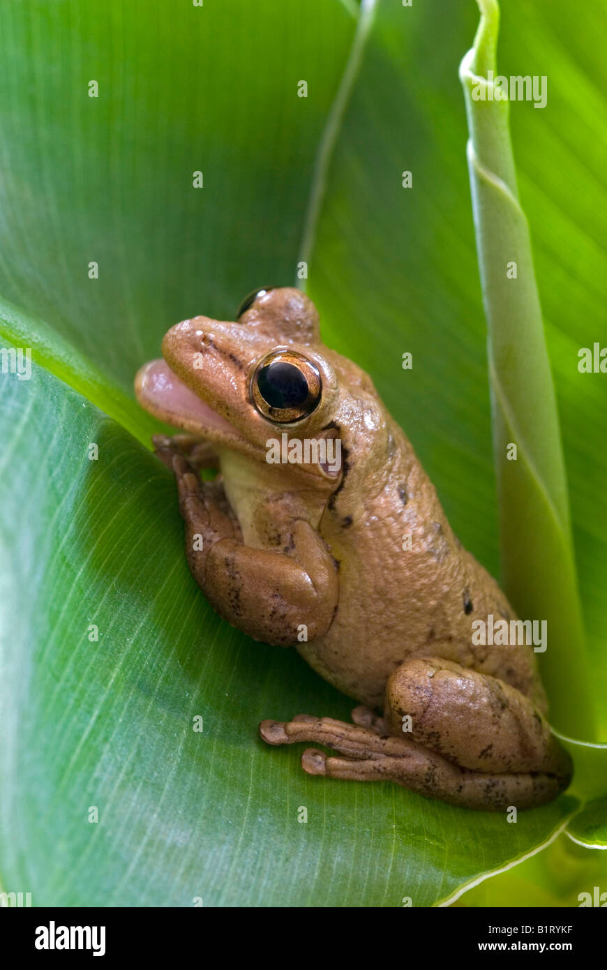 Cuban Tree Frog (Osteopilus septentrionalis), Schwaz, Tyrol, Austria ...