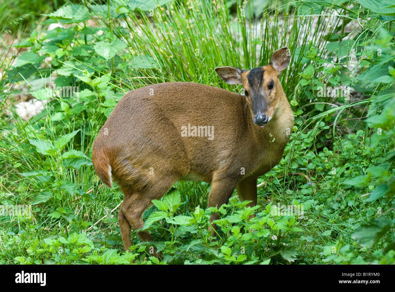 Muntjac hi-res stock photography and images - Alamy
