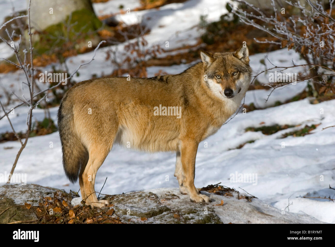 Gray Wolf or Timber Wolf (Canis lupus), Bavarian Forest National Park ...