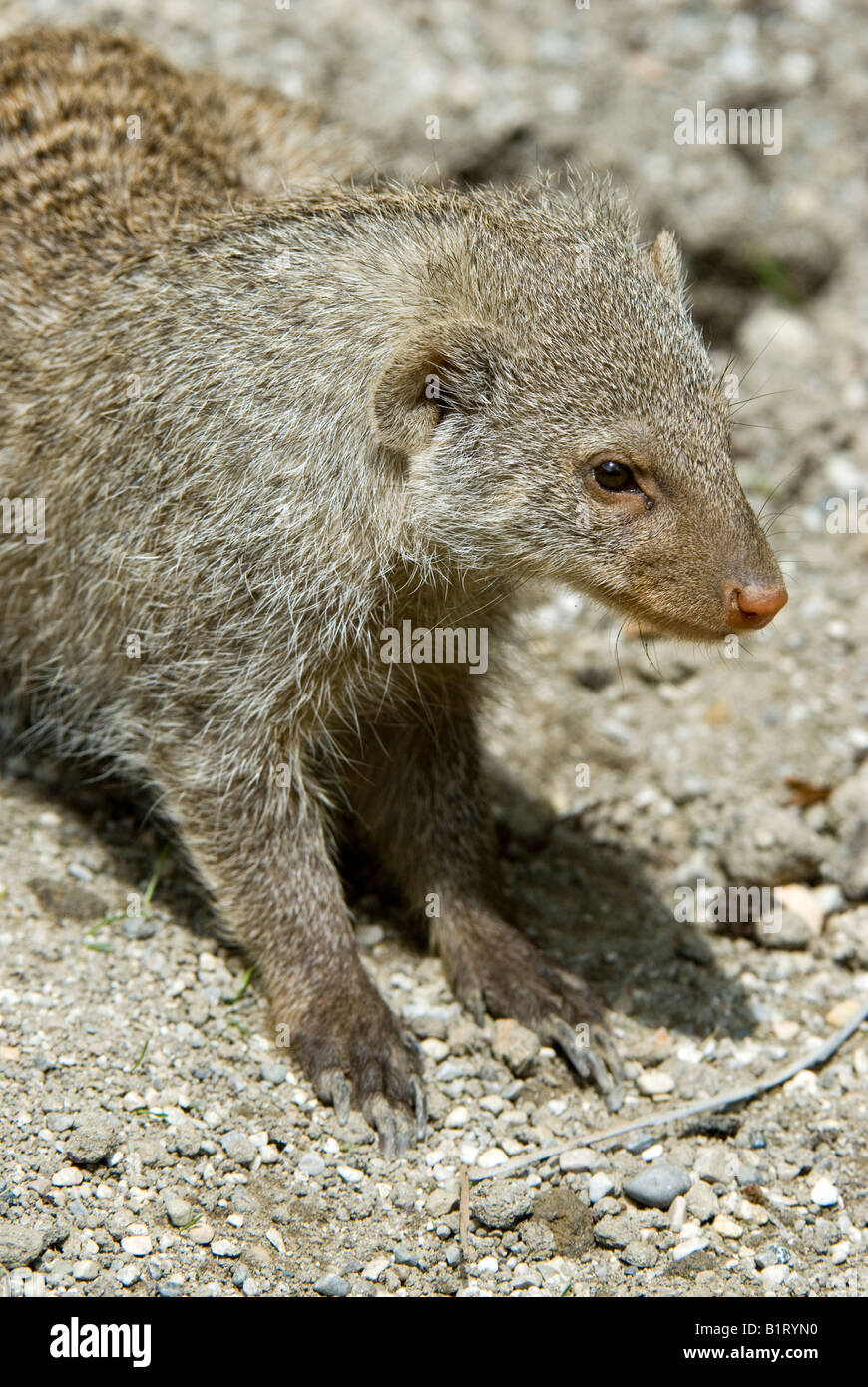 Zebra mongoose mungos mungo hi-res stock photography and images - Alamy