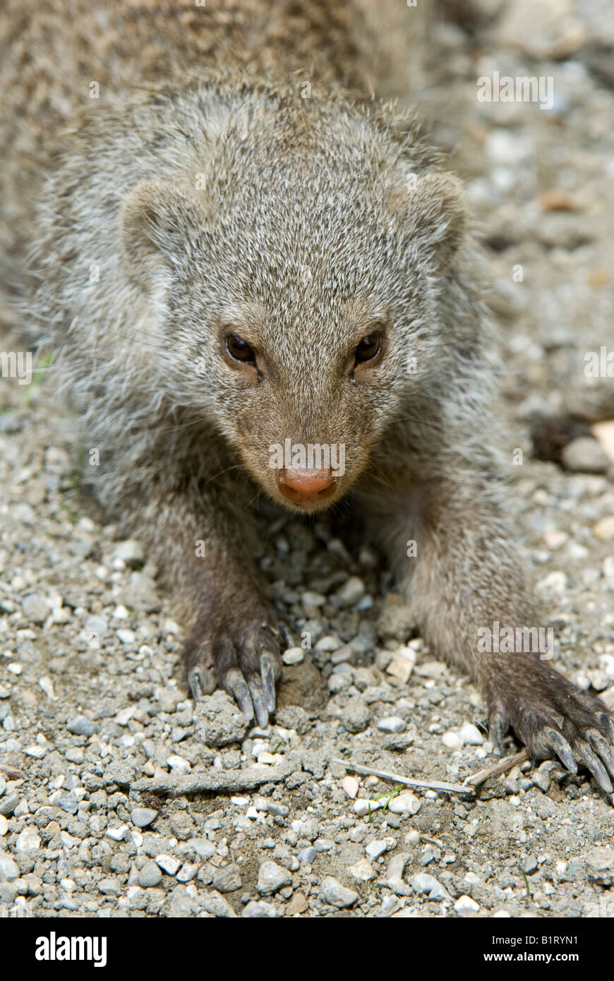 Banded Mongoose (Mungos mungo), Salzburg Zoo, Salzburg, Austria, Europe ...