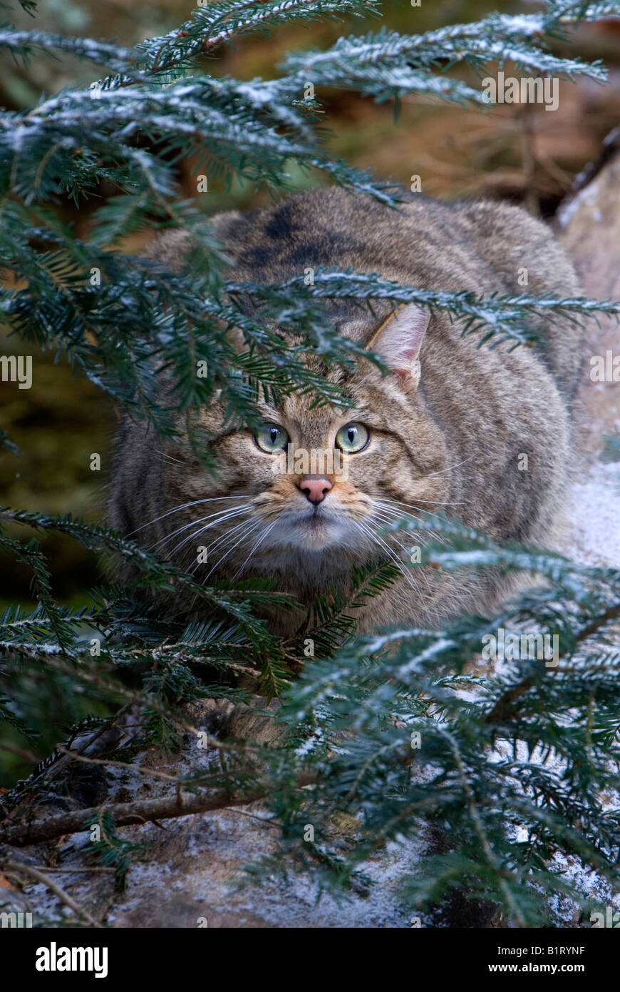 Wildcat (Felis silvestris), Nationalpark Bayerischer Wald, Bavarian ...
