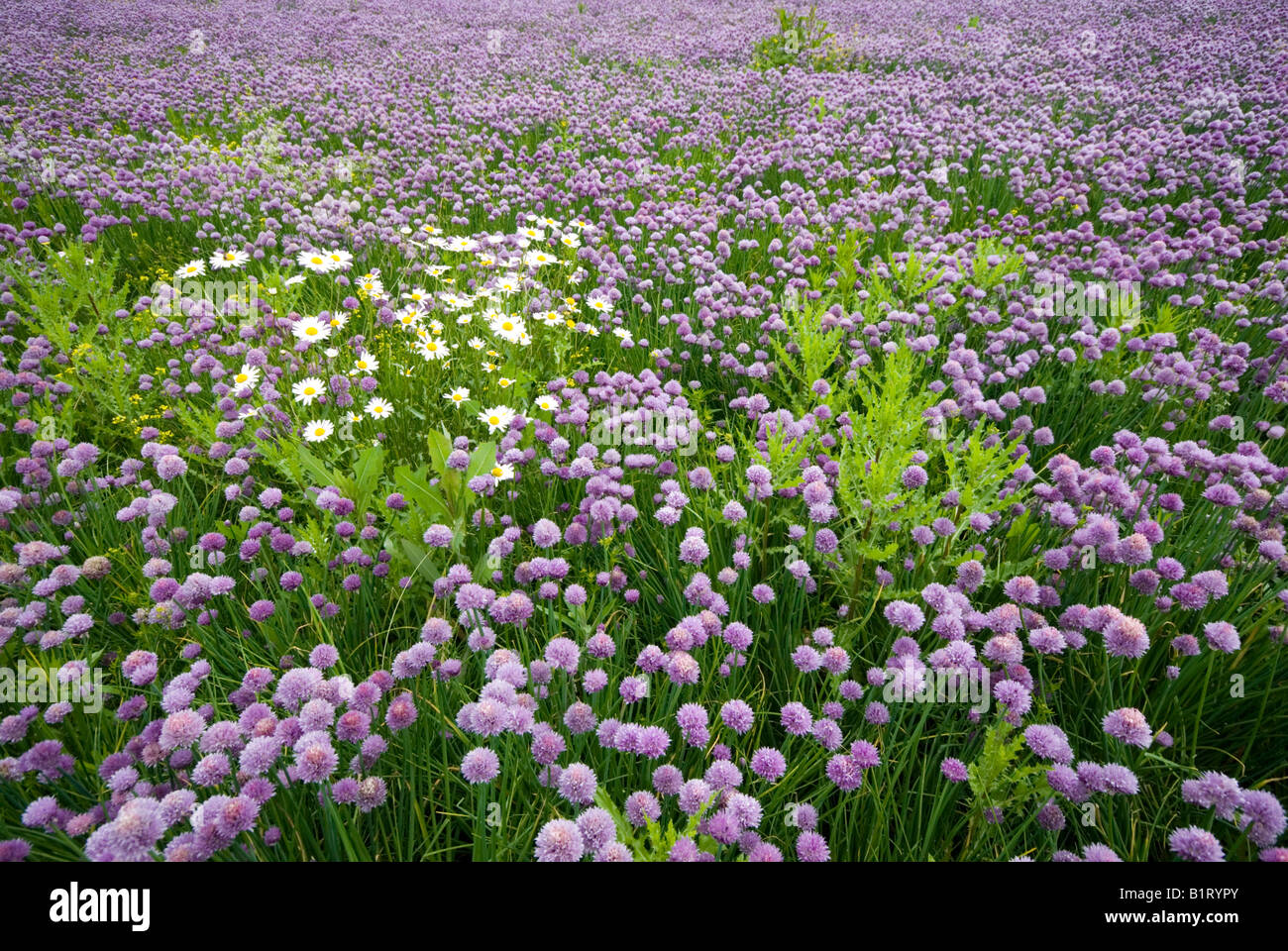 Allium species hi-res stock photography and images - Alamy