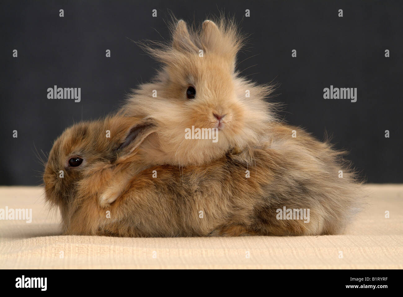 Domestic pet rabbits indoors hi-res stock photography and images - Alamy