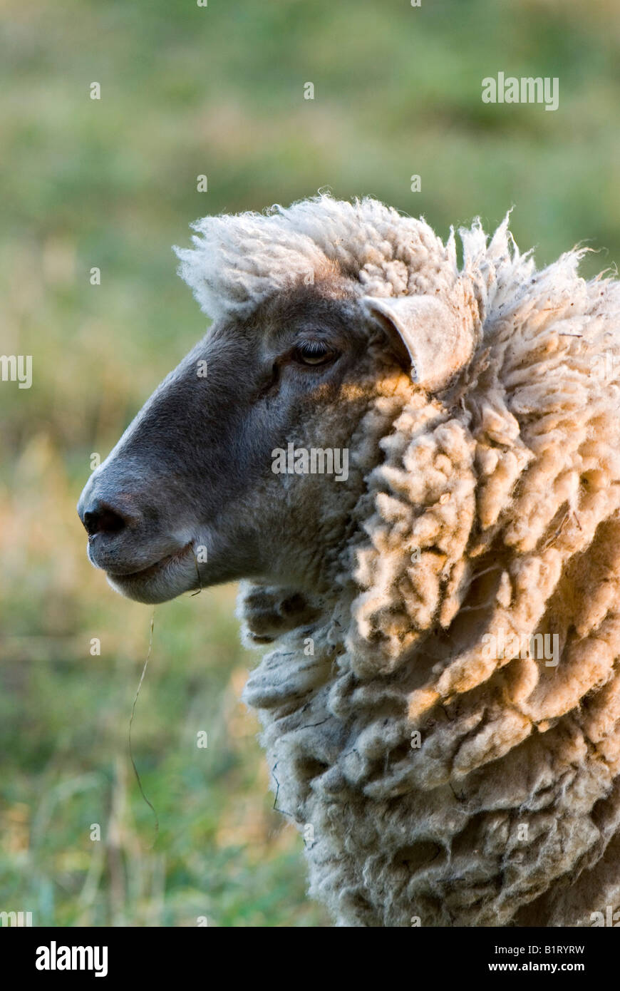 Domestic sheep (Ovis orientalis aries), Tratzberg, Tyrol, Austria ...