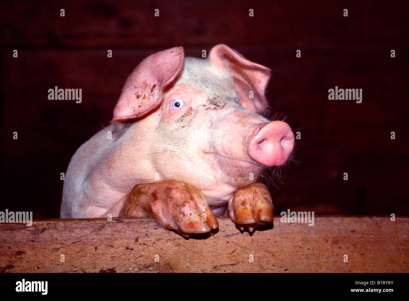 Sus scrofa domestic hi-res stock photography and images - Alamy