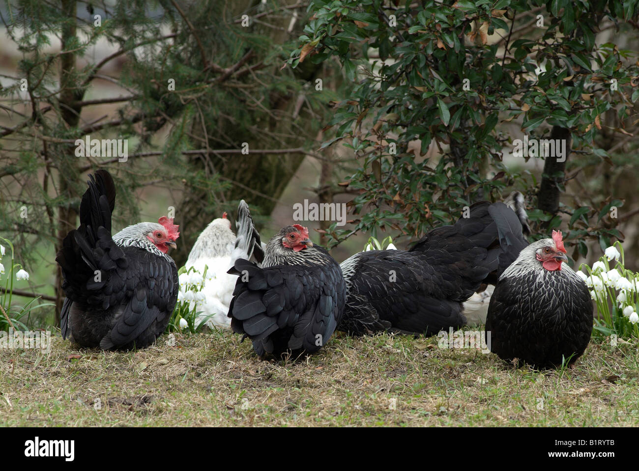 Japanese bantams hi-res stock photography and images - Alamy