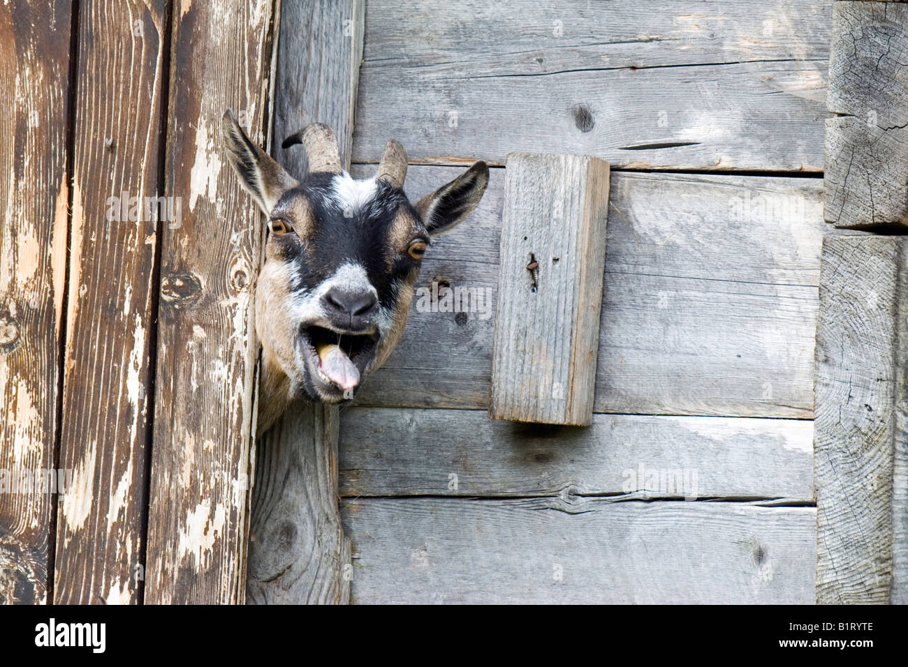 Alp tiere hi-res stock photography and images - Alamy
