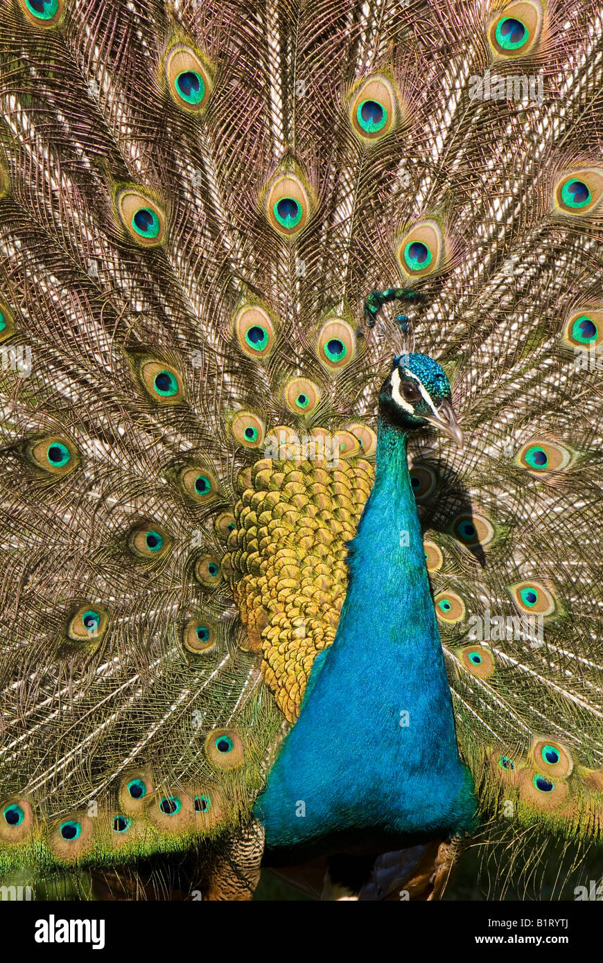 Strass im zillertal hi-res stock photography and images - Alamy