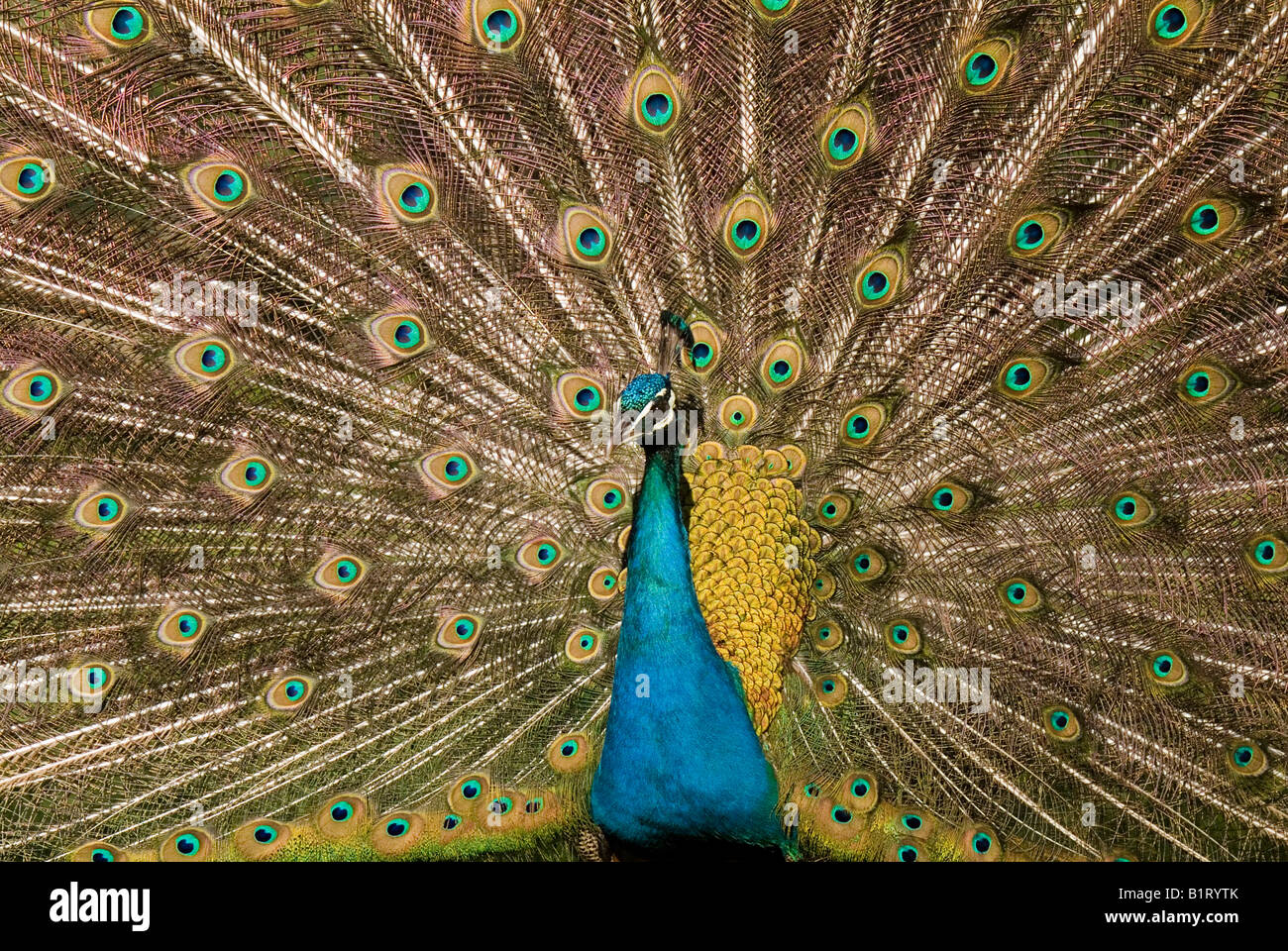 Strass im zillertal hi-res stock photography and images - Alamy