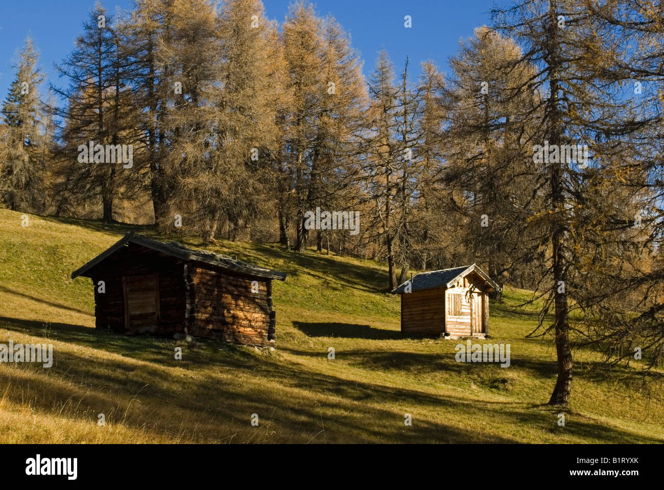 Lärchen tirol hi-res stock photography and images - Alamy