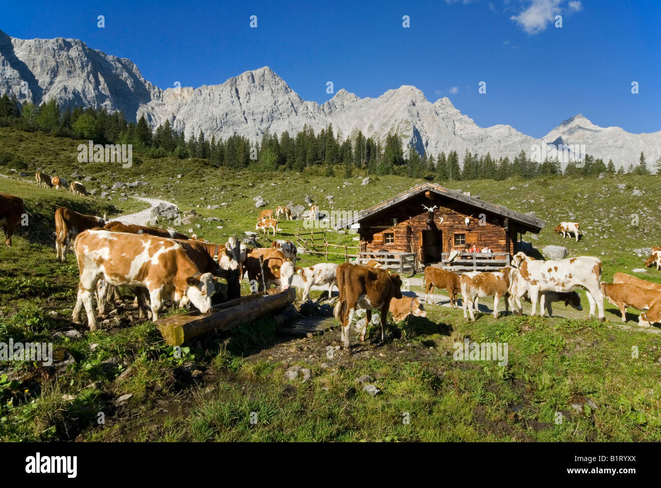 Cows grazing on the Ladiz-Alm alpine pasture, Karwendel Range, Tyrol ...
