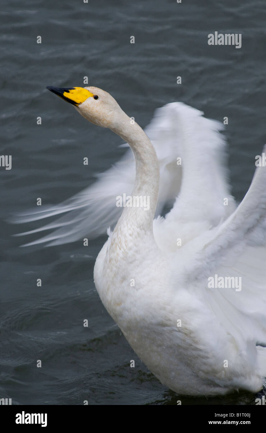 whooper swan flapping cygnus cygnus solway firth scotland Stock Photo ...