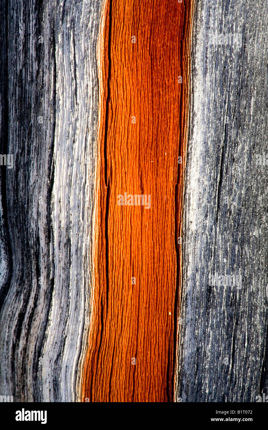 Ruby wood hi-res stock photography and images - Alamy