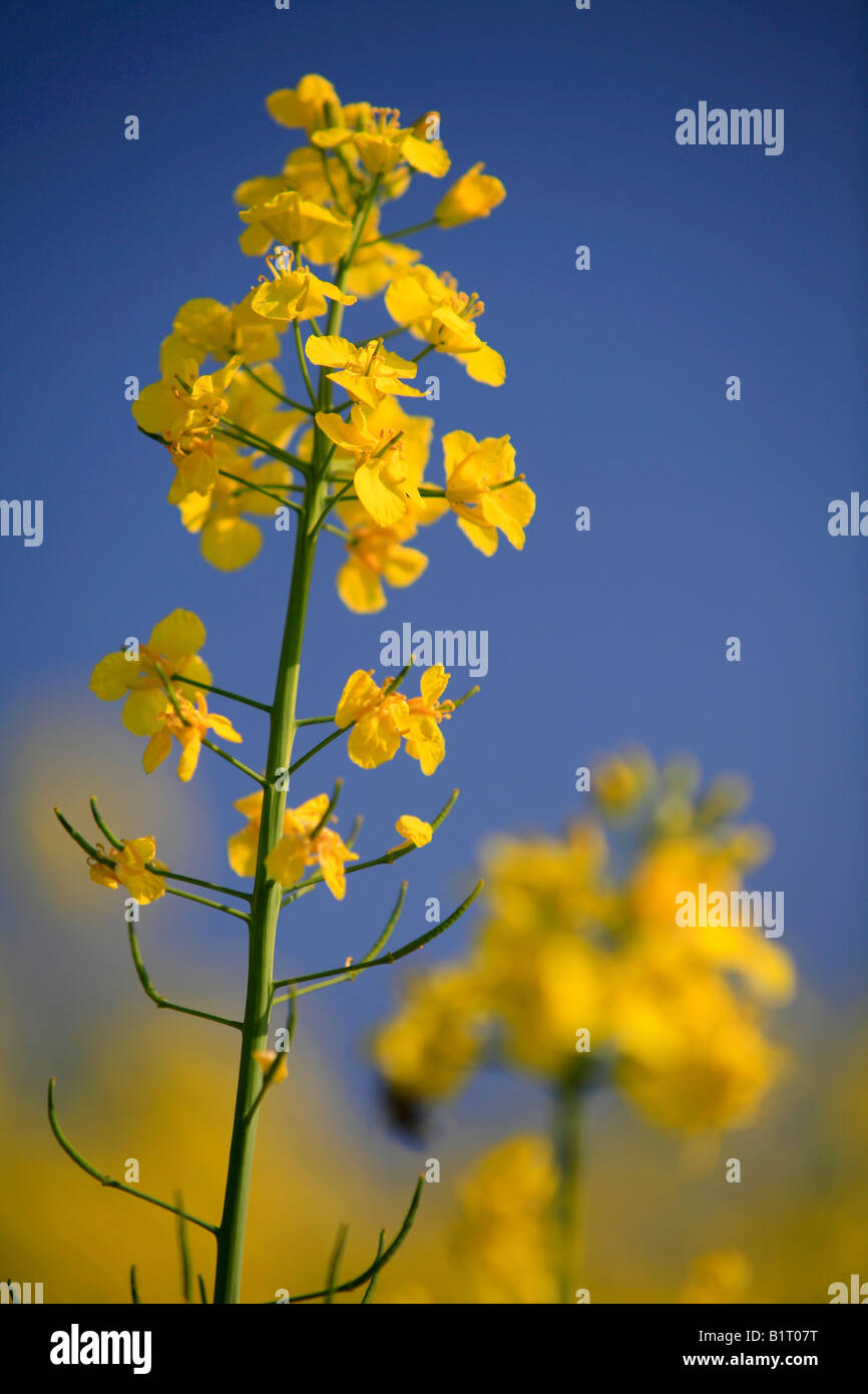 Flowering rape or rapeseed (Brassica napus), Lufigen, Zurich ...