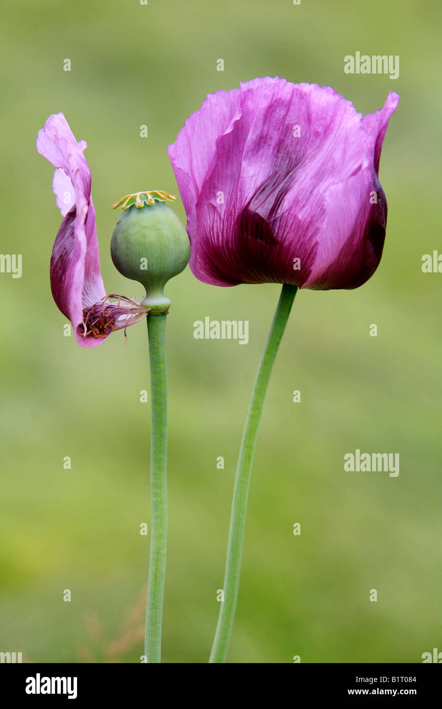 Violet Poppy (Papaver rhoeas ) in an agricultural field, Thurgau ...
