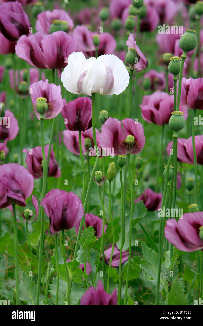 Albino blume hi-res stock photography and images - Alamy