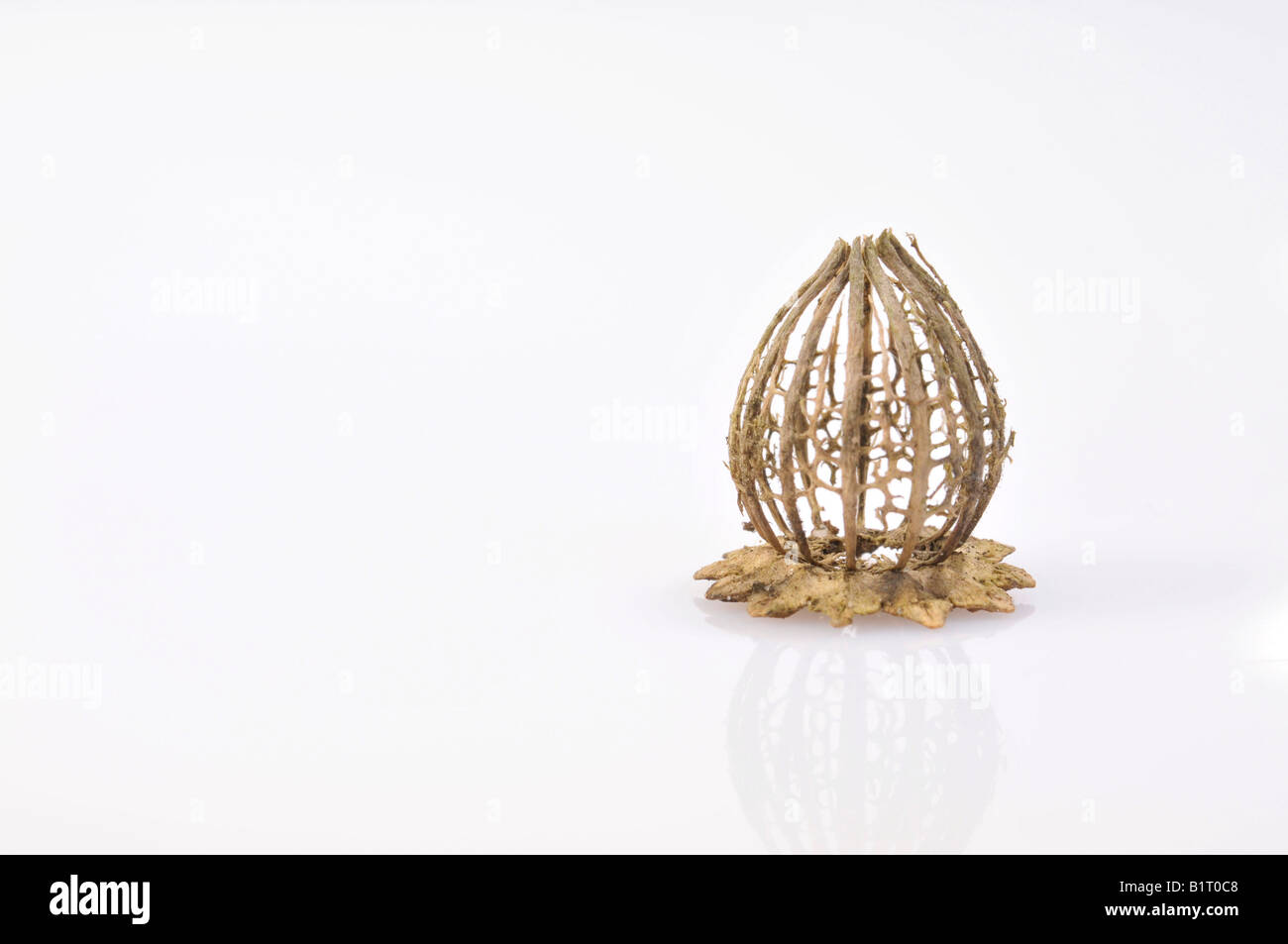 Filigree dried poppy capsule (Papaver Stock Photo - Alamy