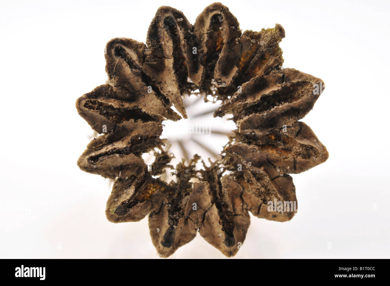 Filigree dried poppy capsule (Papaver Stock Photo - Alamy