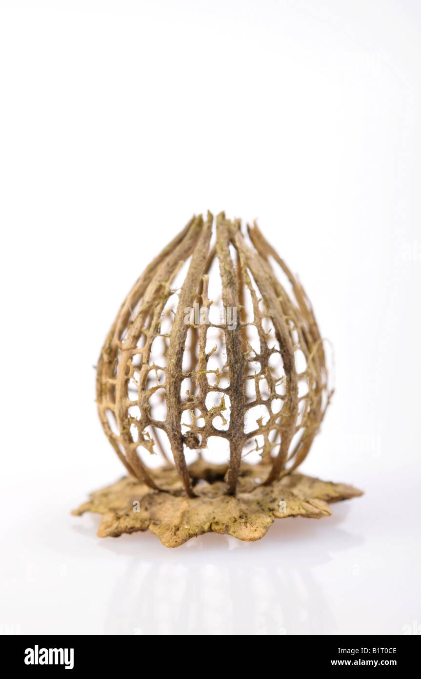 Filigree dried poppy capsule (Papaver Stock Photo - Alamy