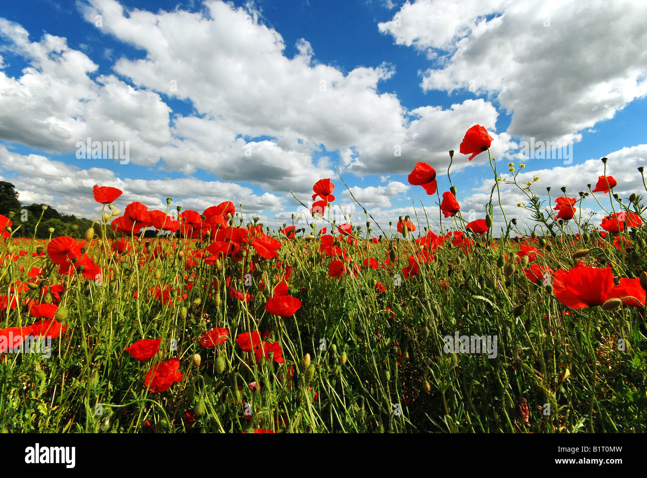Poppies flowers blue sky clouds hi-res stock photography and images - Alamy