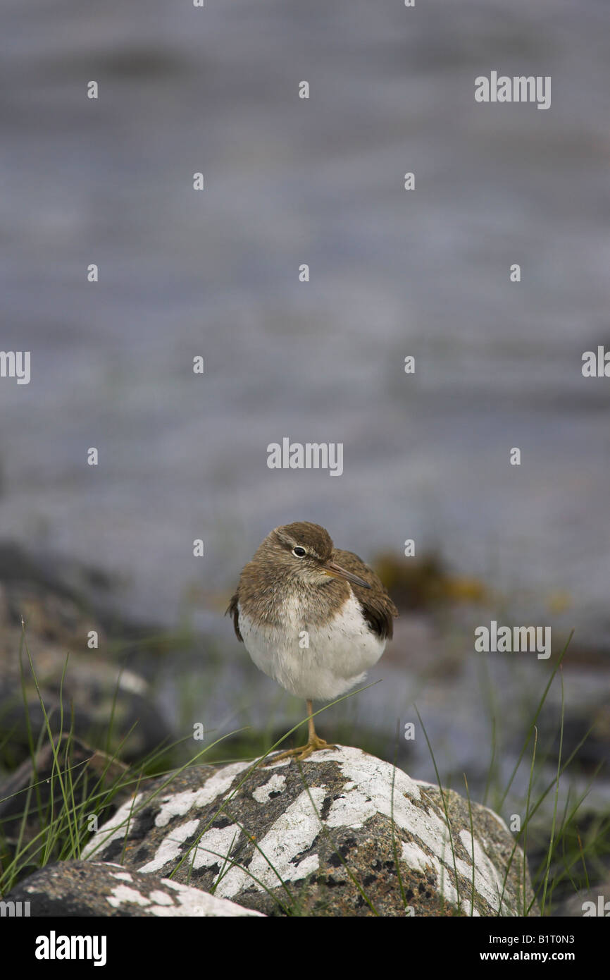 Breeding sandpiper uk hi-res stock photography and images - Alamy