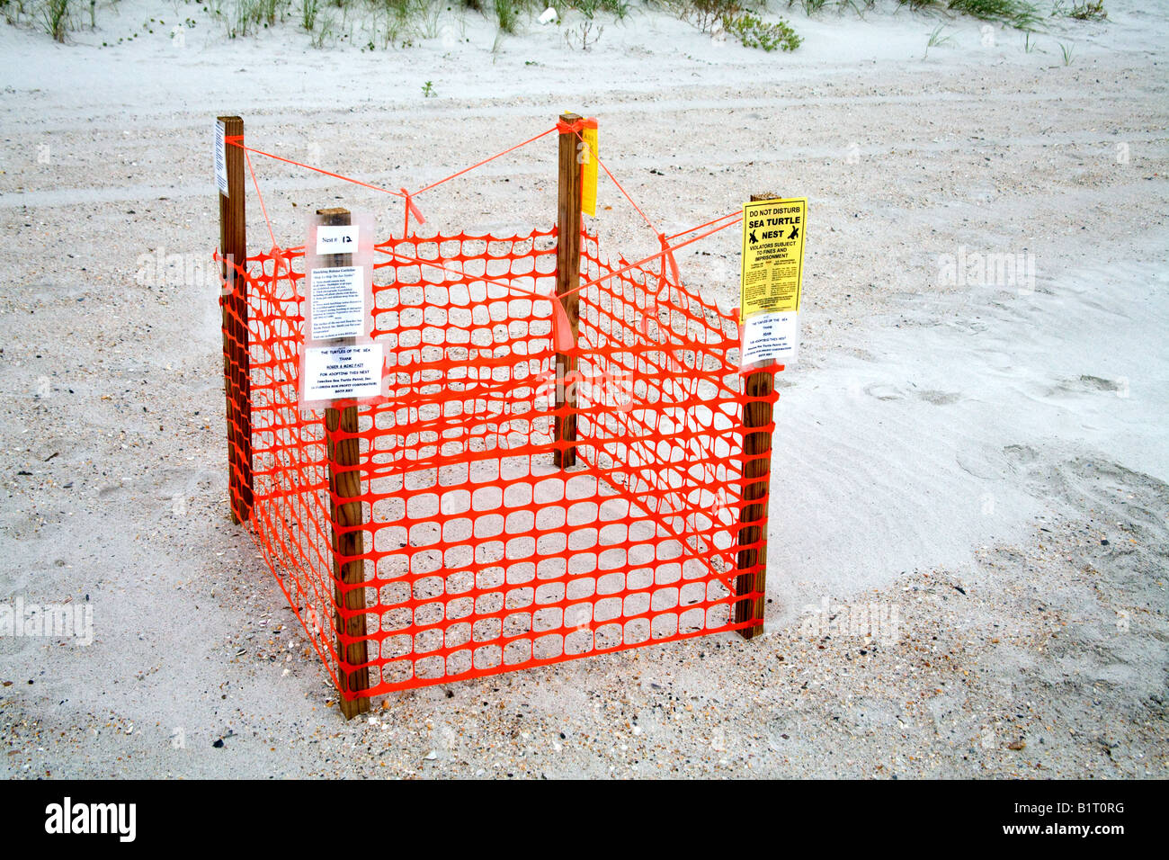 Orange plastic fence with warning signs around a sea turtles nest in ...