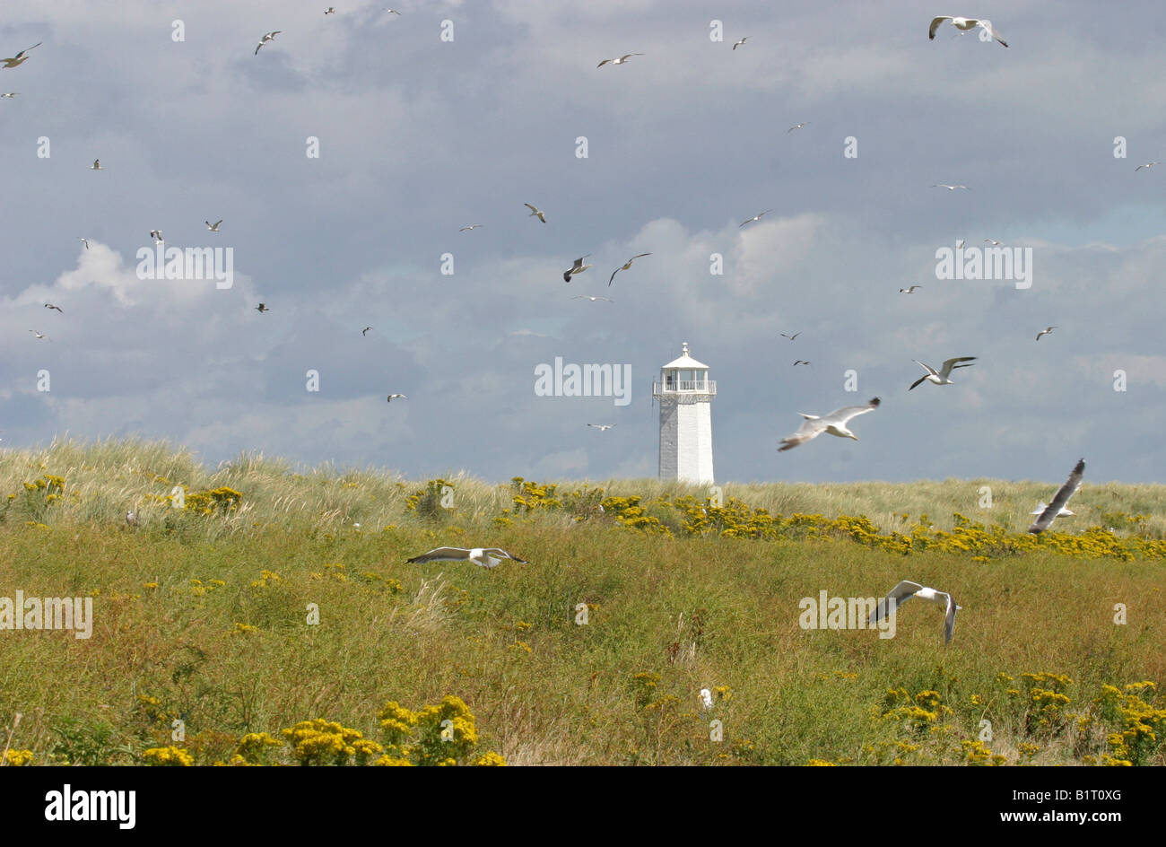Walney island nature reserve hi-res stock photography and images - Alamy