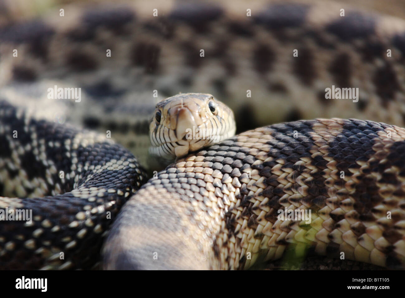 Bull snake hi-res stock photography and images - Alamy