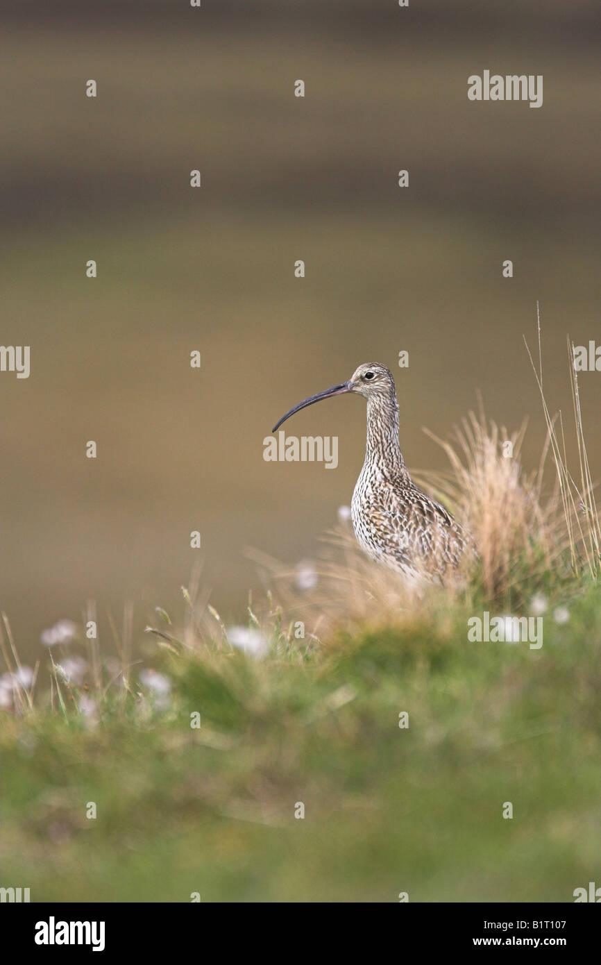 Tussocky grassland hi-res stock photography and images - Alamy