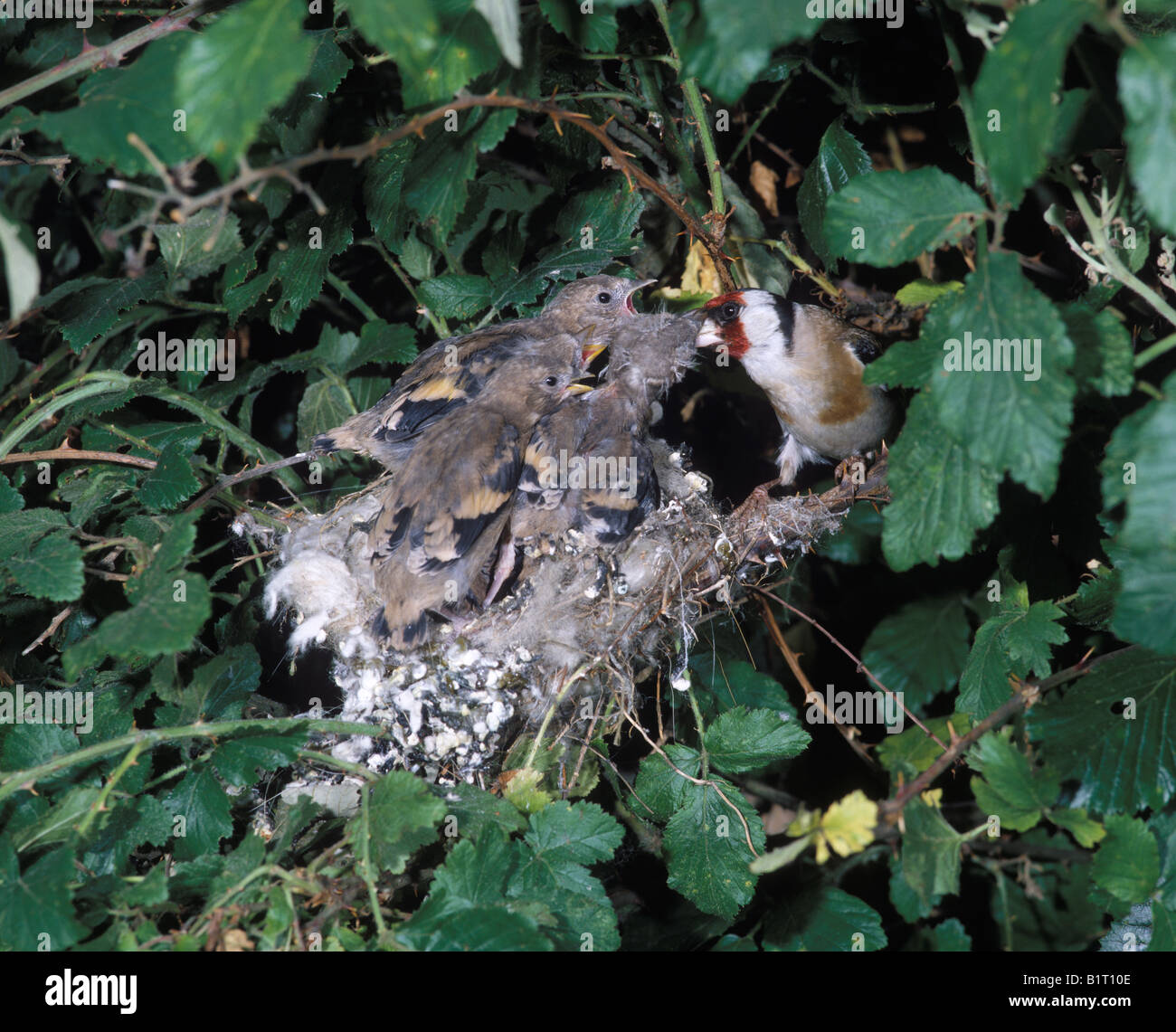 Finch, European goldfinch, goldfinch at nest Stock Photo - Alamy
