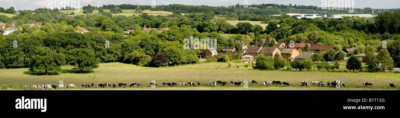 cattle in field farmland countryside Stock Photo - Alamy