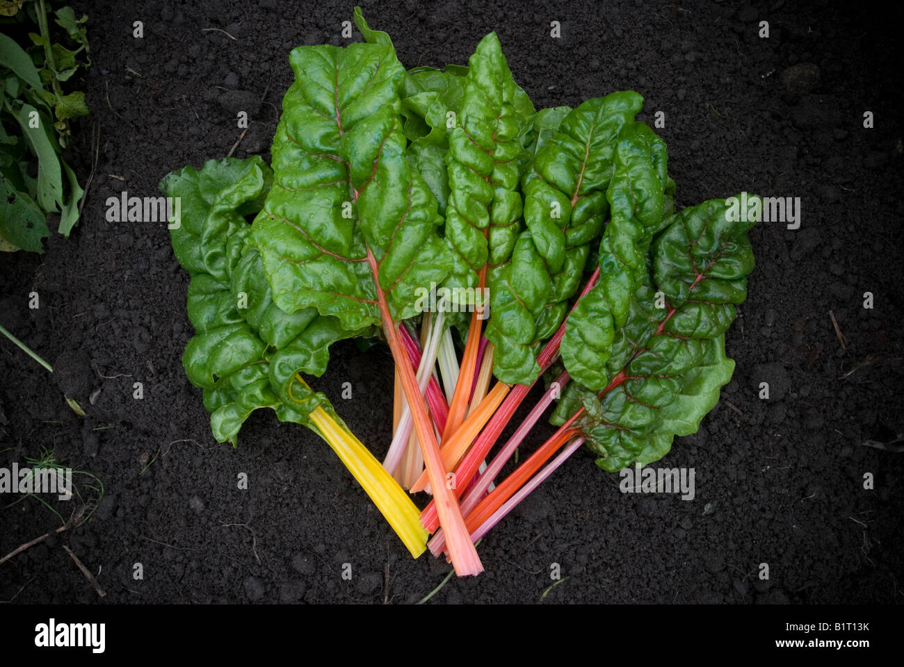 newly cropped chard bright lights Stock Photo - Alamy