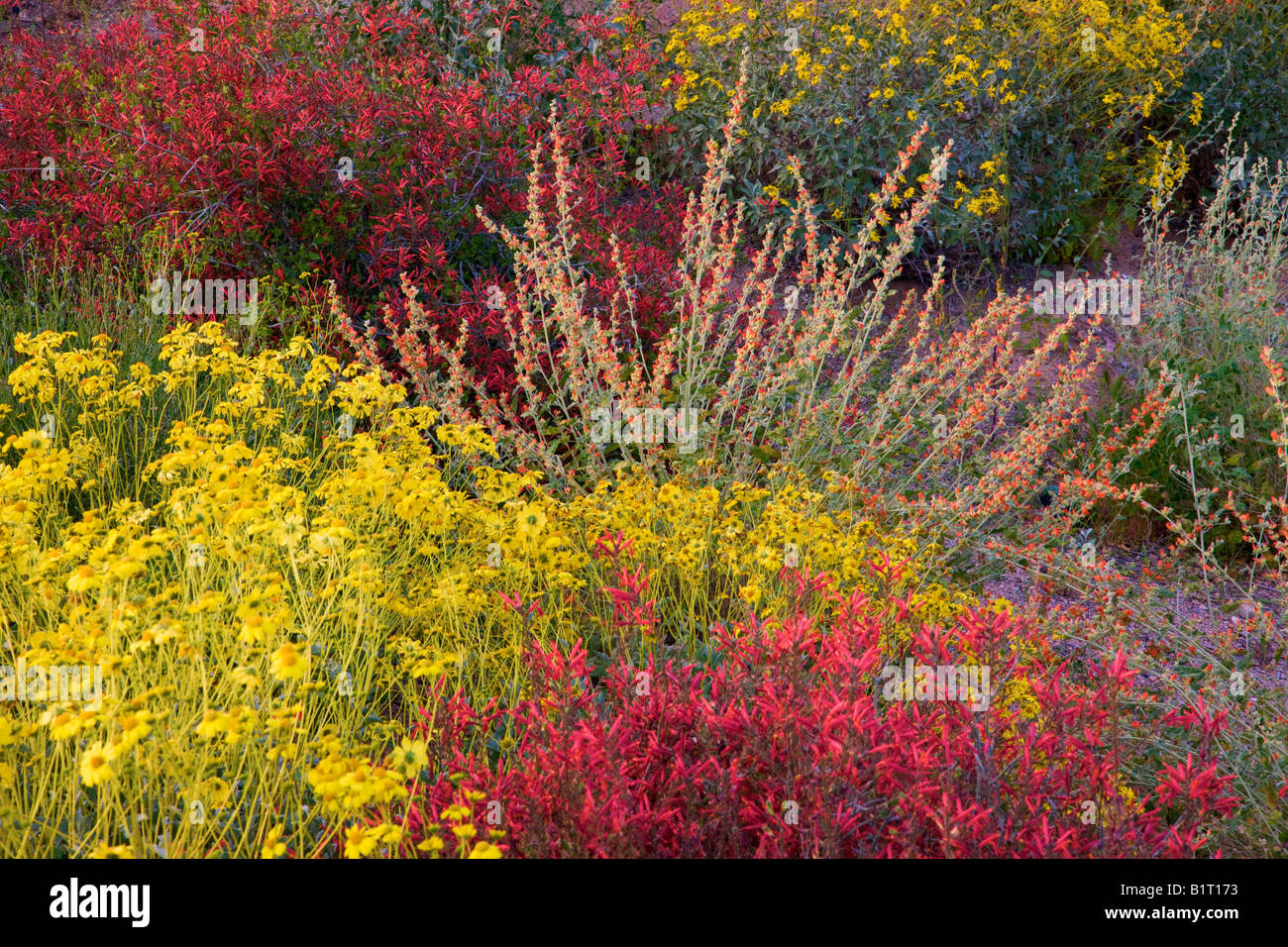 Wildflowers in Fountain Hills outside of Phoenix Arizona Stock Photo ...