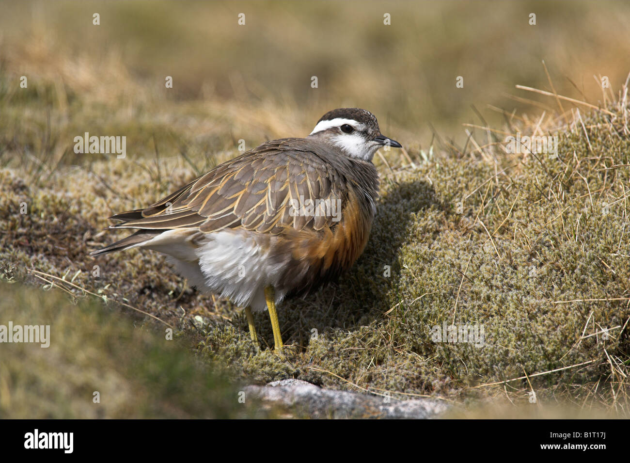 Dotterel Charadrius morinellus female ruffling feathers on tundra at ...
