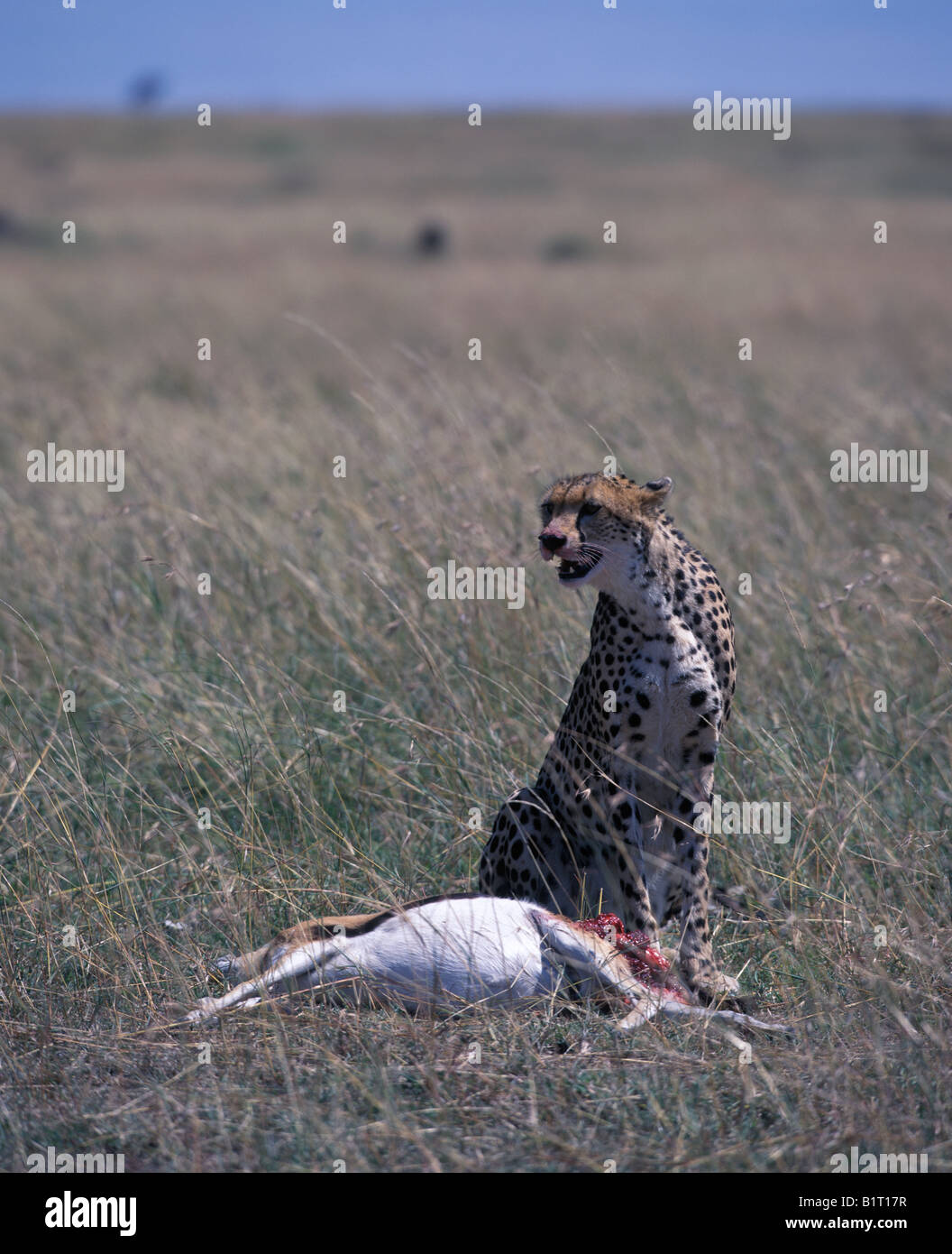 At a thompsons gazelle hi-res stock photography and images - Alamy